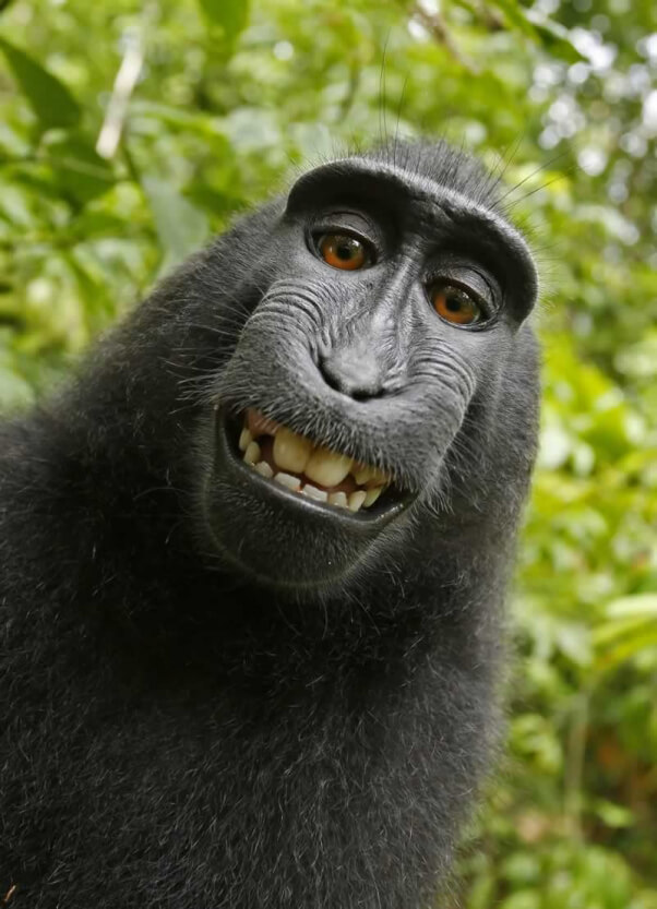 Monkeys and Selfies: PETA Fights for a Macaque’s Rights to His Photos ...